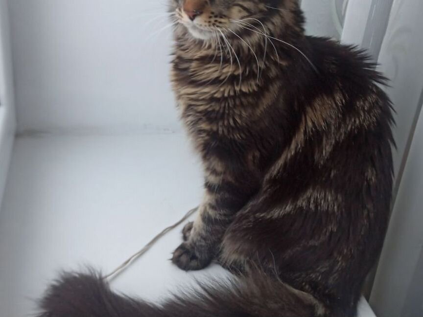 Мейн-кун ждёт кошечку на вязку