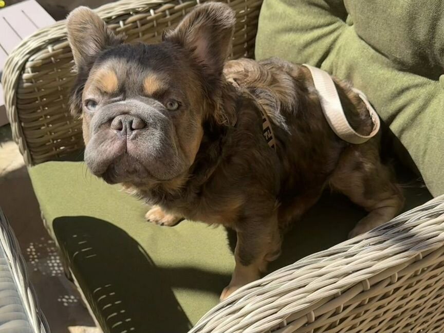 Биг роп флаффи