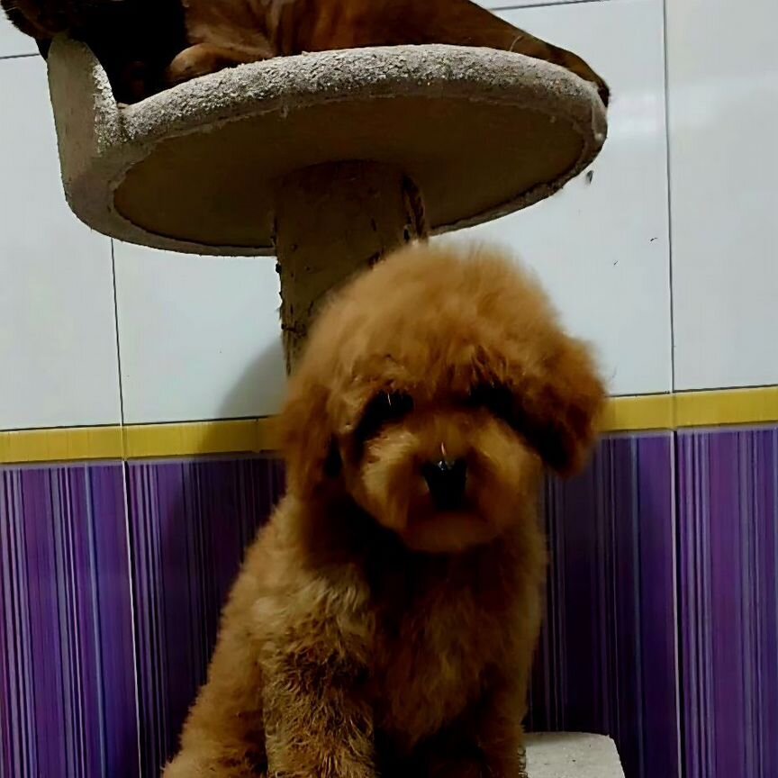 Той-пудель, щенок