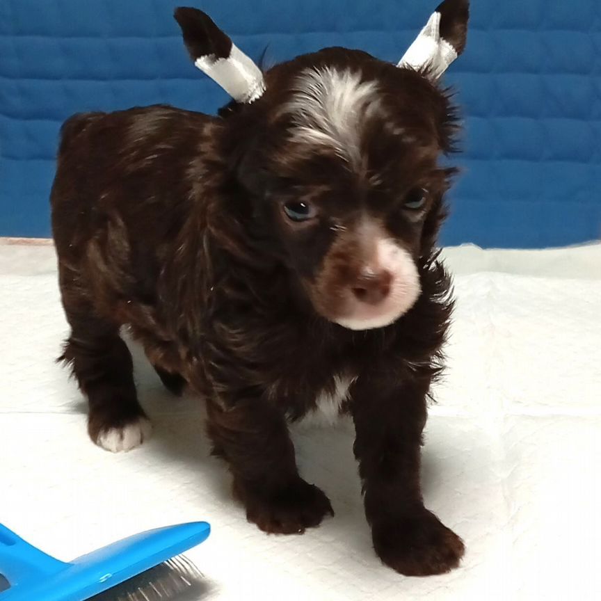 Шоколадная пуховочка