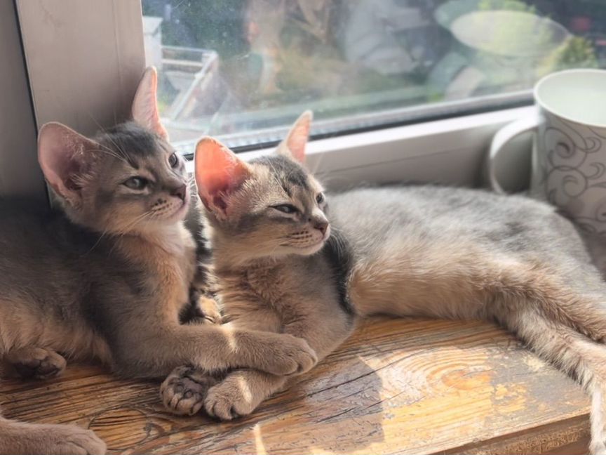 Абиссинская кошка