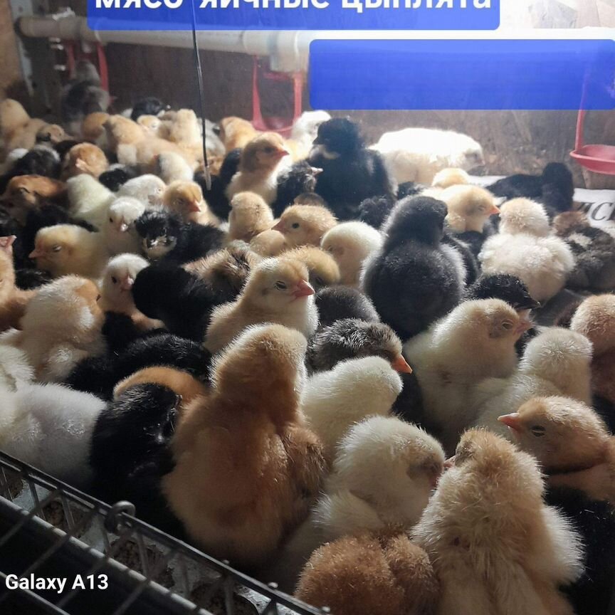 Цыплята мясо-яичного направления