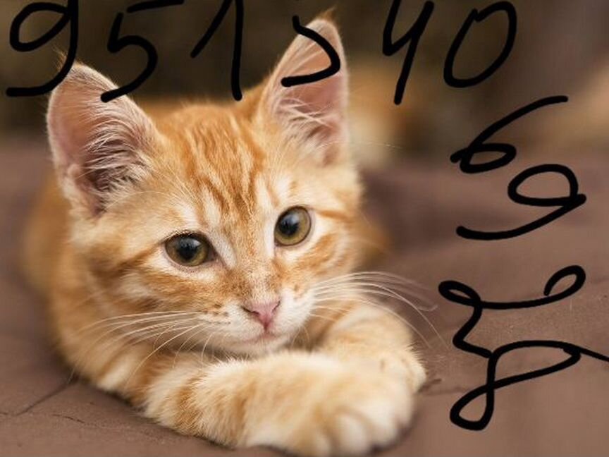 Котята в добрые руки
