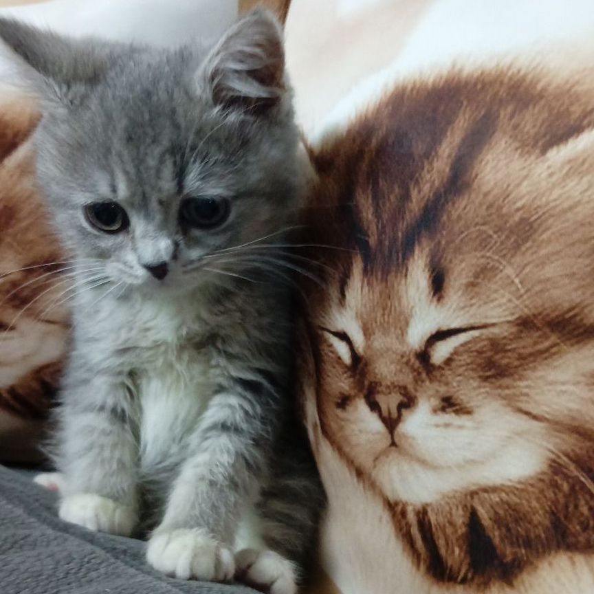 Шотландский прямоухий длинношёрстный котёнок