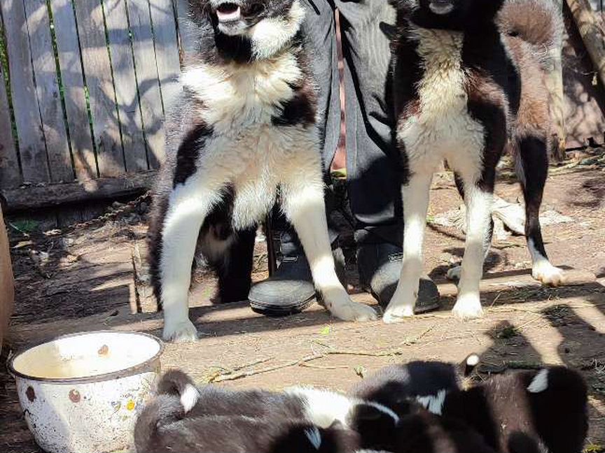 Собака