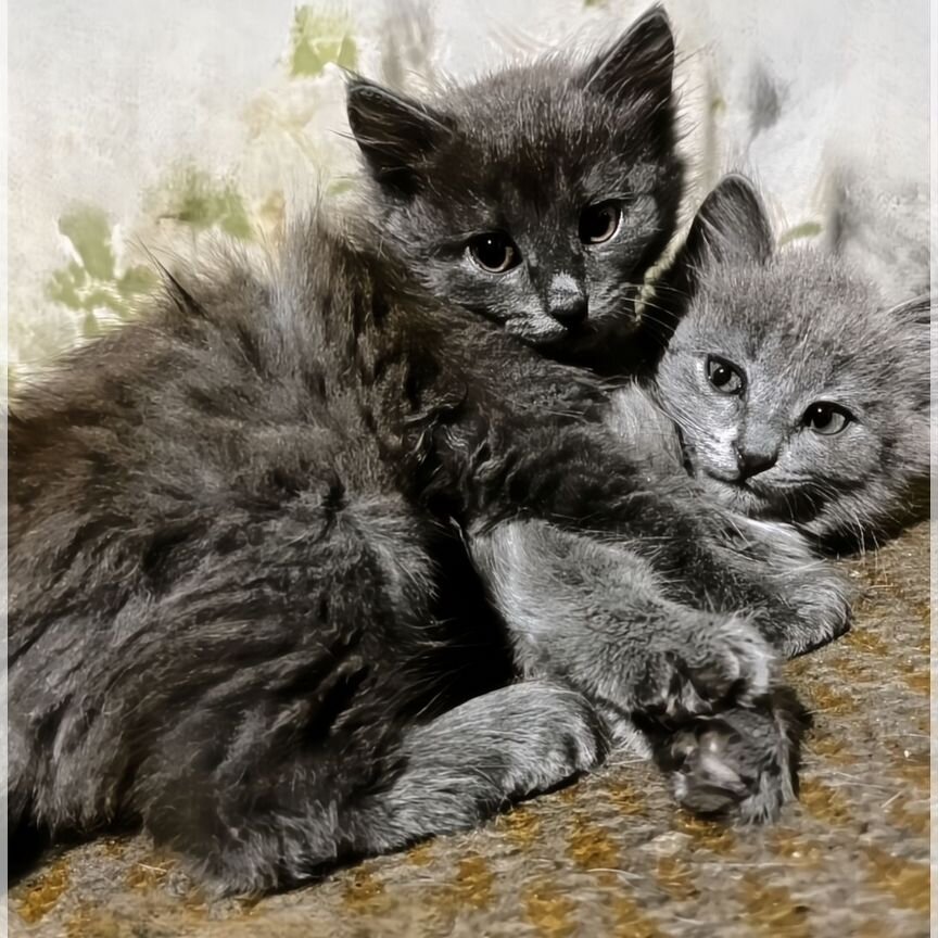 Котёнок в добрые руки