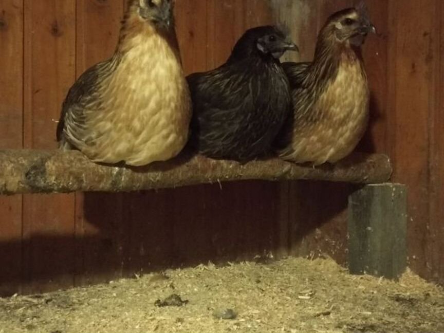 Курочки молодки