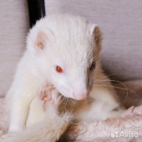 Хорек с клеткой