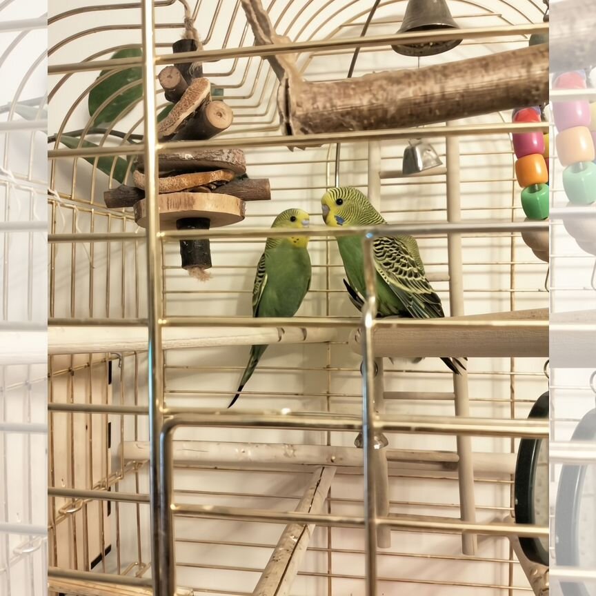 Птенцы волнистый попугай