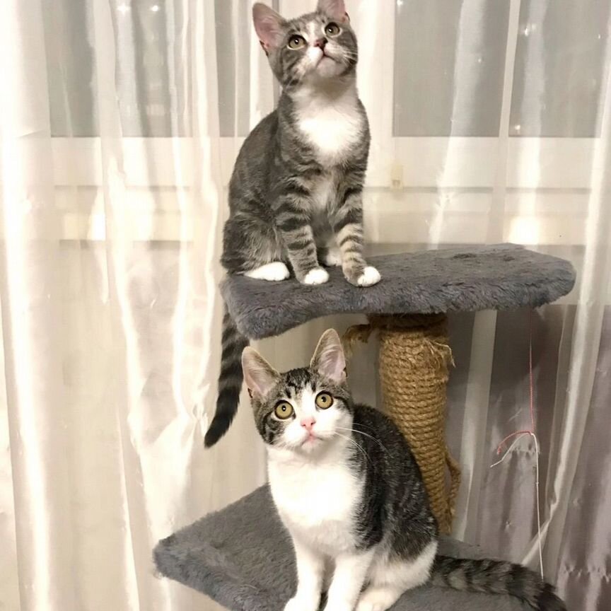 Чудесные котодети