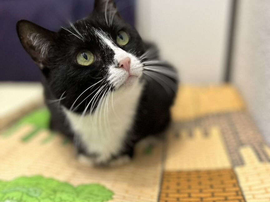 Кошки в добрые руки