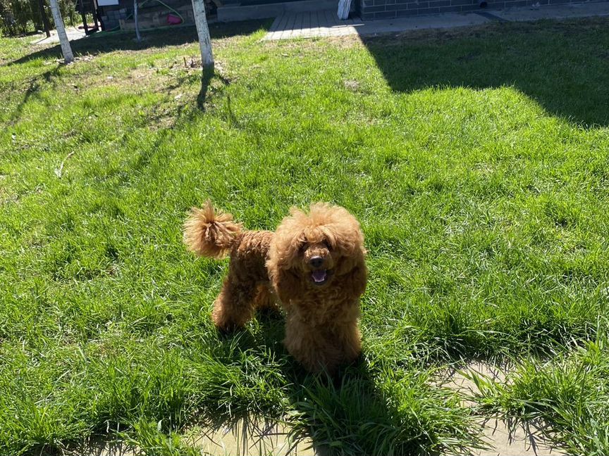 Той пудель шоу класс девочка от чемпионов