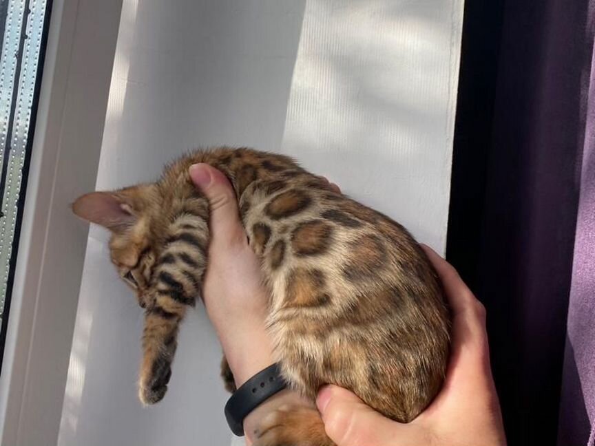 Бенгальские котята