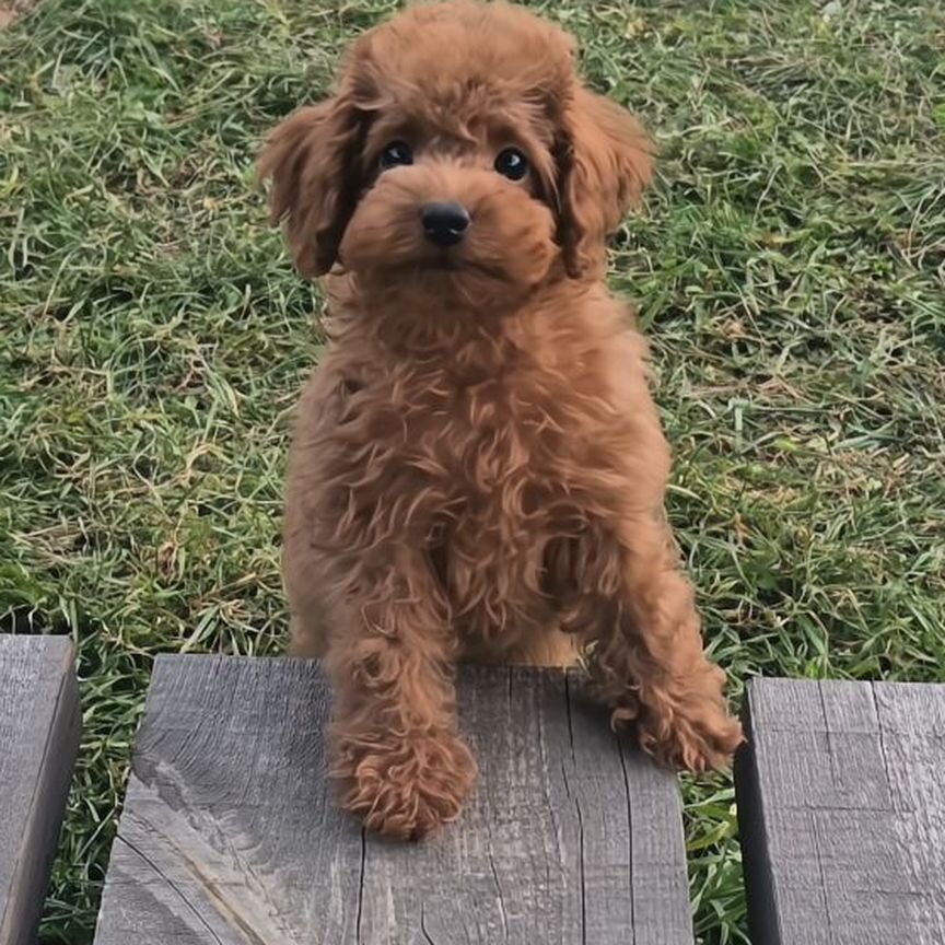 Той-пудель, щенок