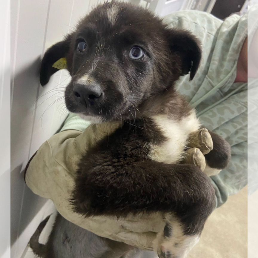 Щенок в добрые руки