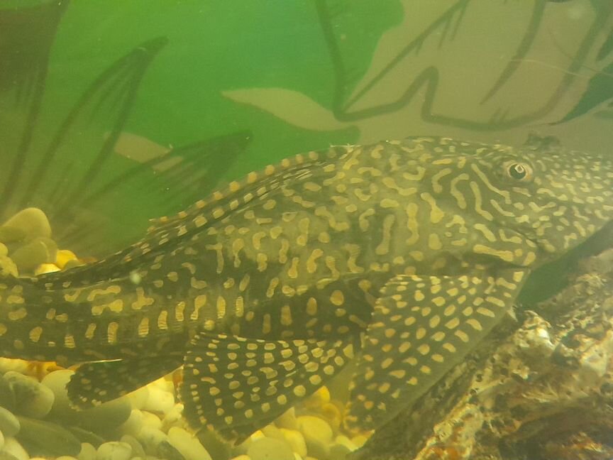 Парчовый сом