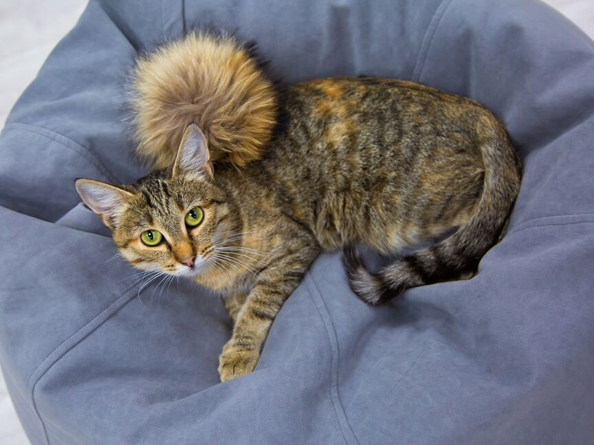 Добрая, спокойная тигриного кошка