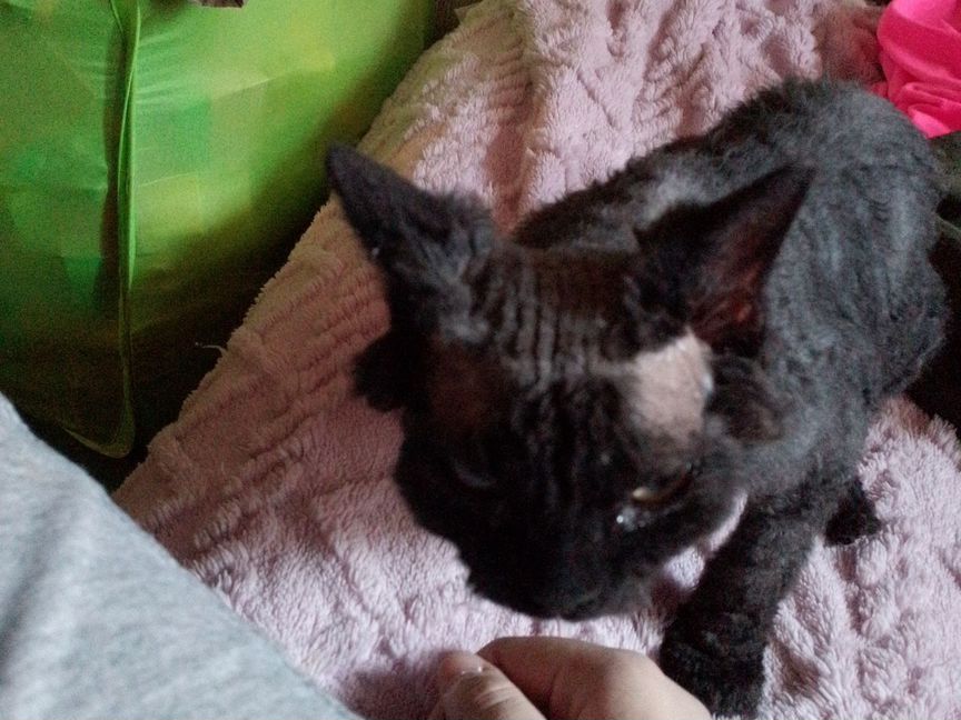 Кошка Бархатный Сфинкс