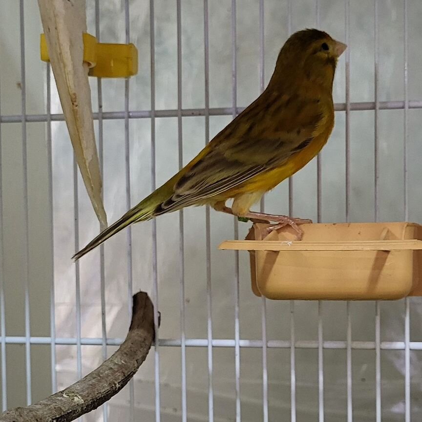 Кенара и канарейки