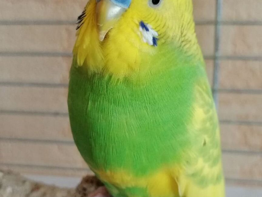 Волнистый попугай, самец, чуть больше двух лет