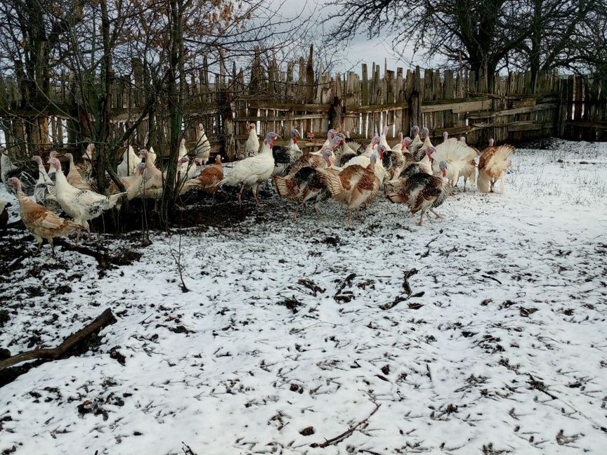 Гусь, индо утки, индюки