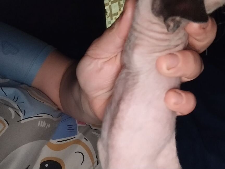 Кошечка донской сфинкс