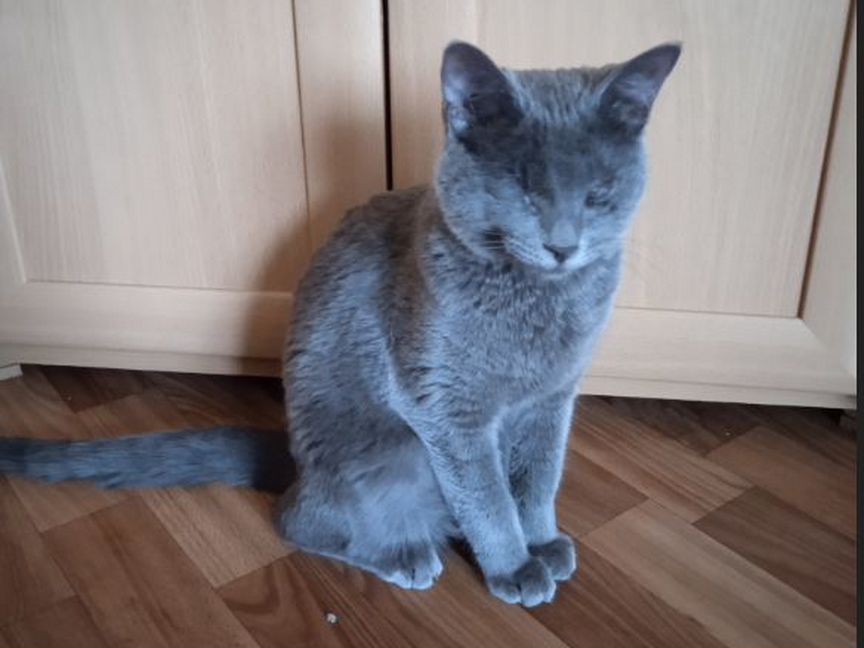 Кошки в добрые руки