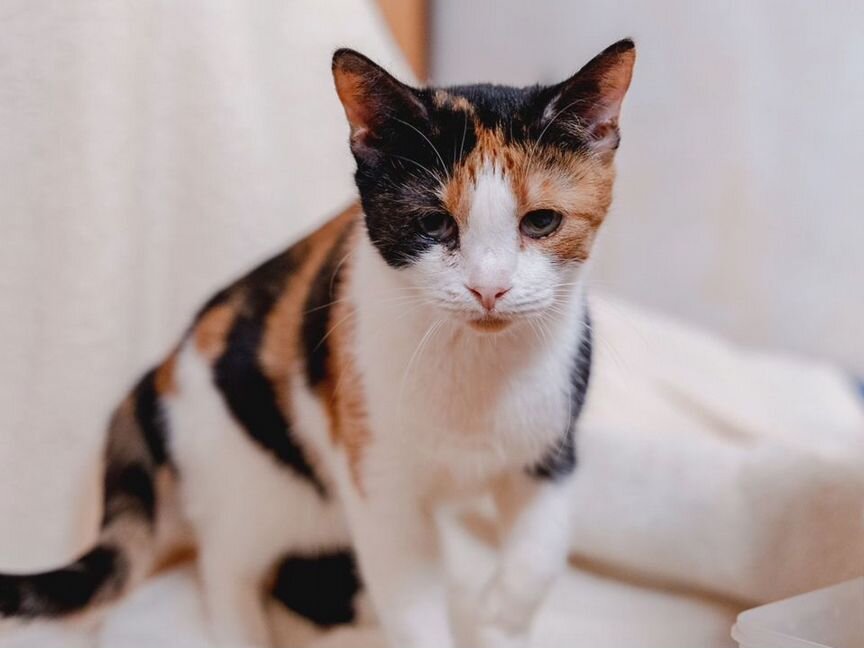 Ласковая кошка в поисках дома