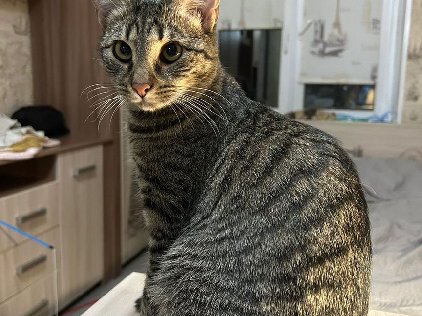 Кошка Симба в добрые руки
