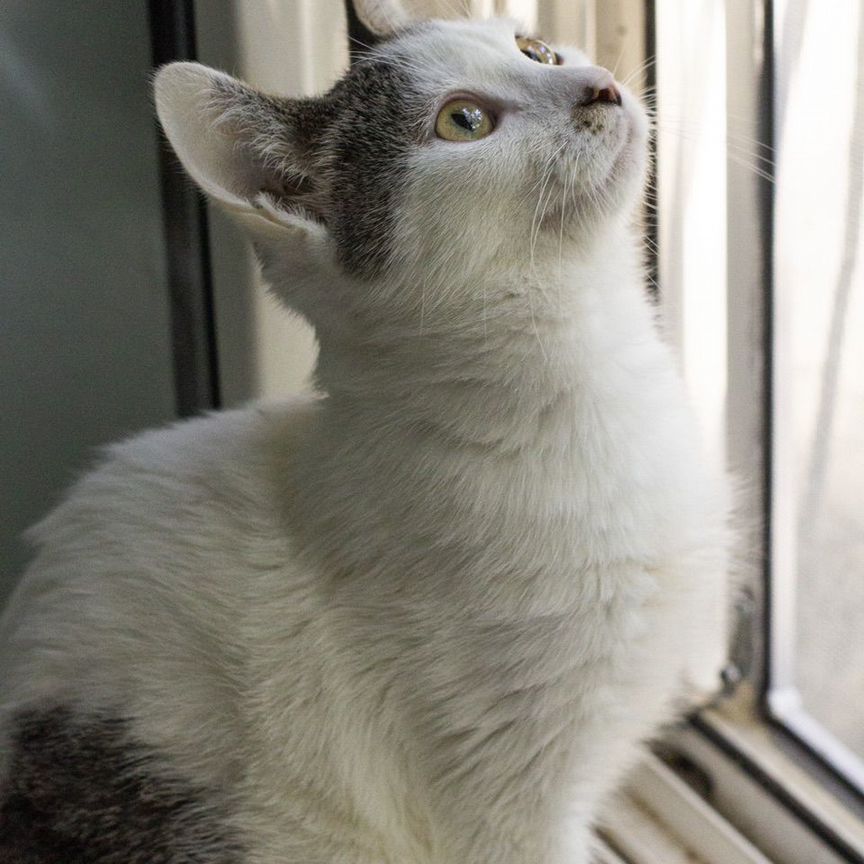 Котеночек мальчик ищет домик