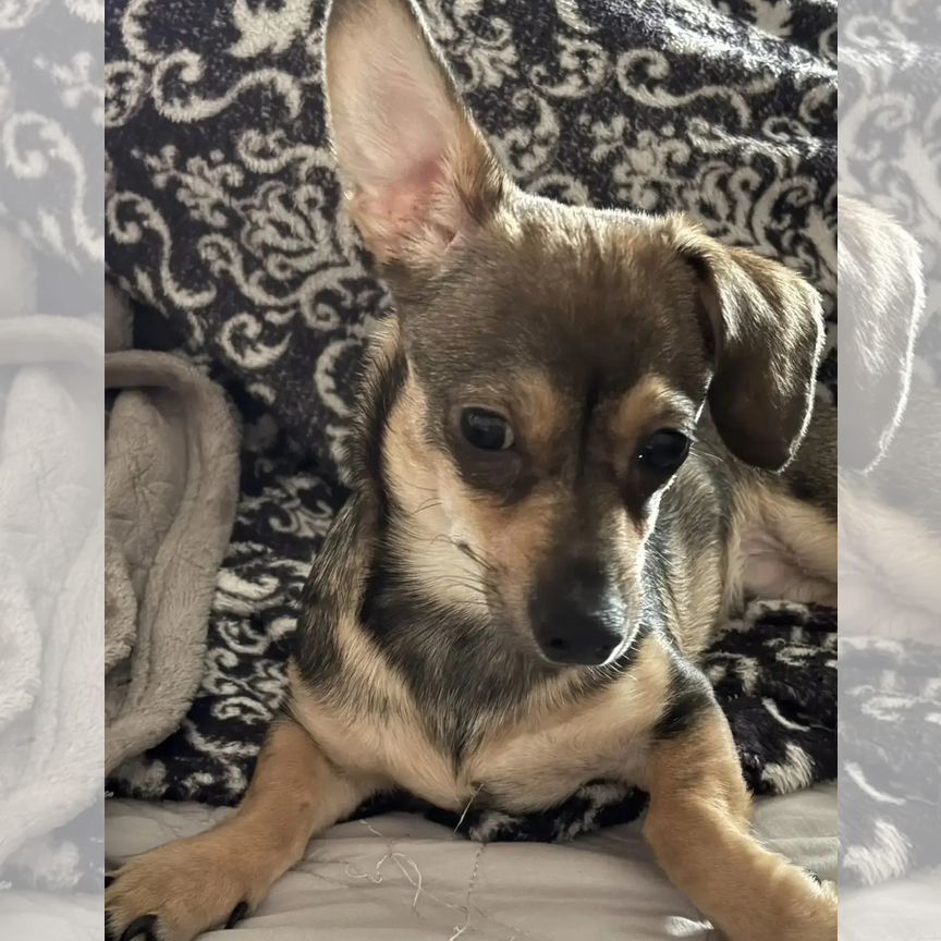 Такса, щенок