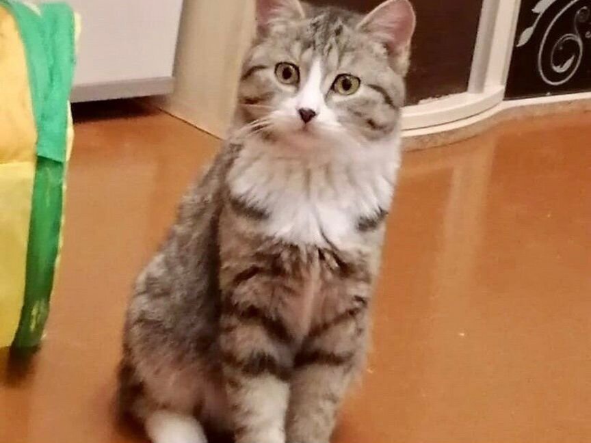 Толстощекий симпатичный парнишка ищет дом