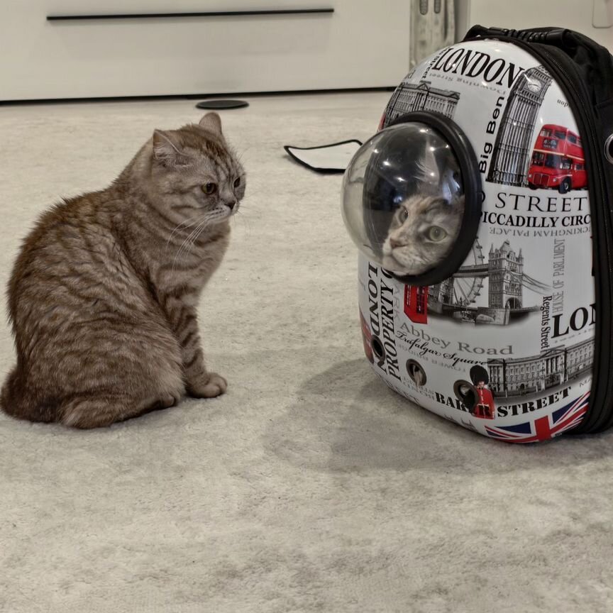 Рюкзак для животных