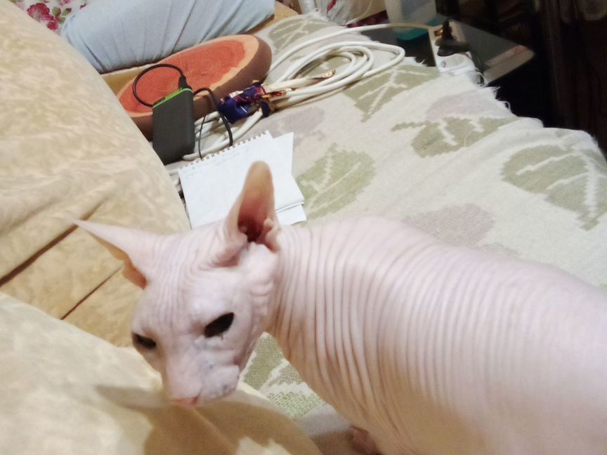 Кот Сфинкс Каспер