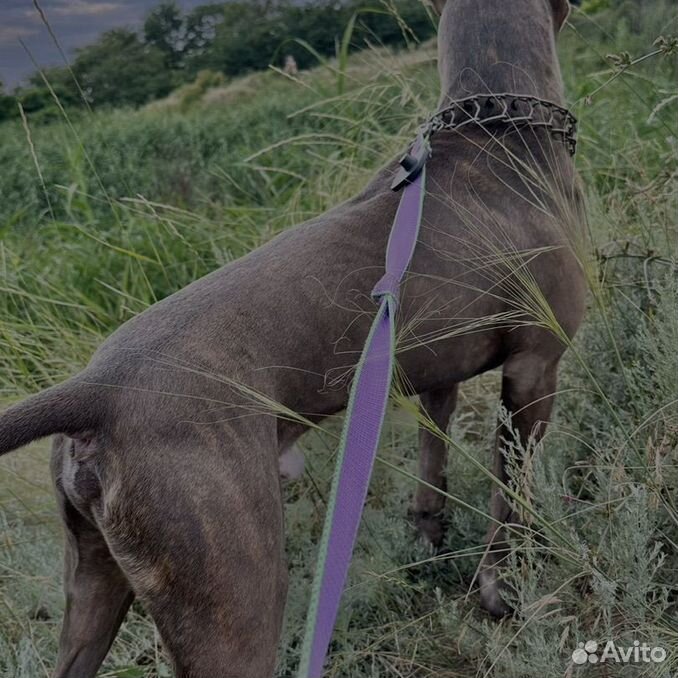 Ищем даму сердца(вязка)