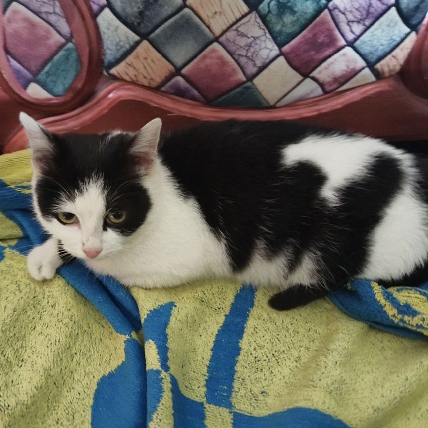 Котёнок в добрые руки