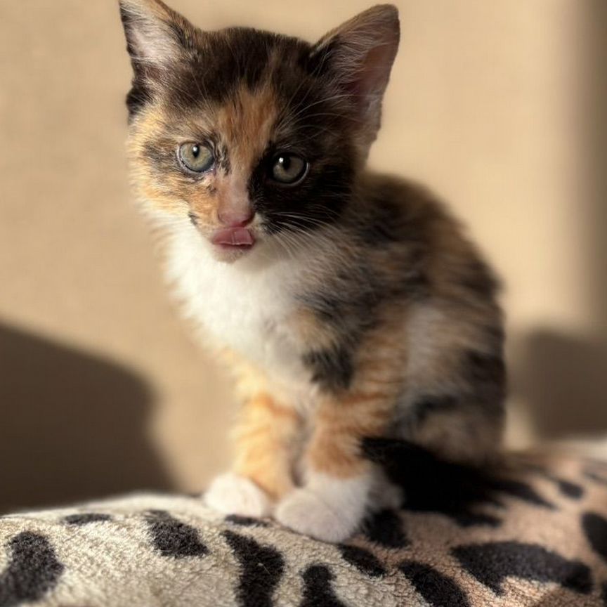 Котята бесплатно