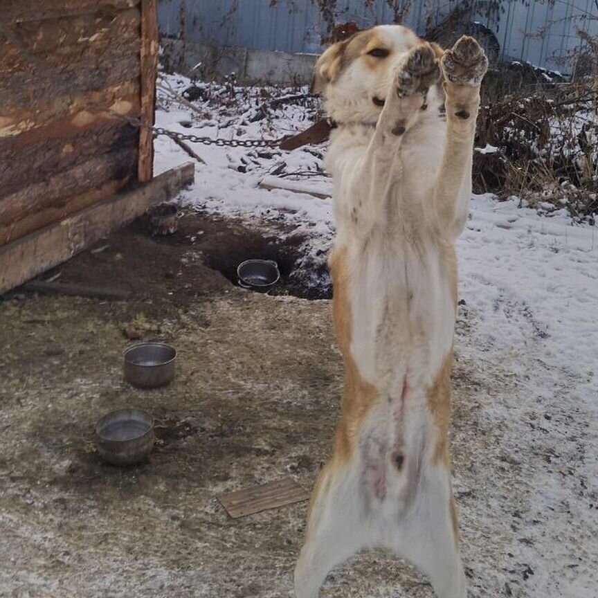 Среднеазиатская овчарка, взрослая собака