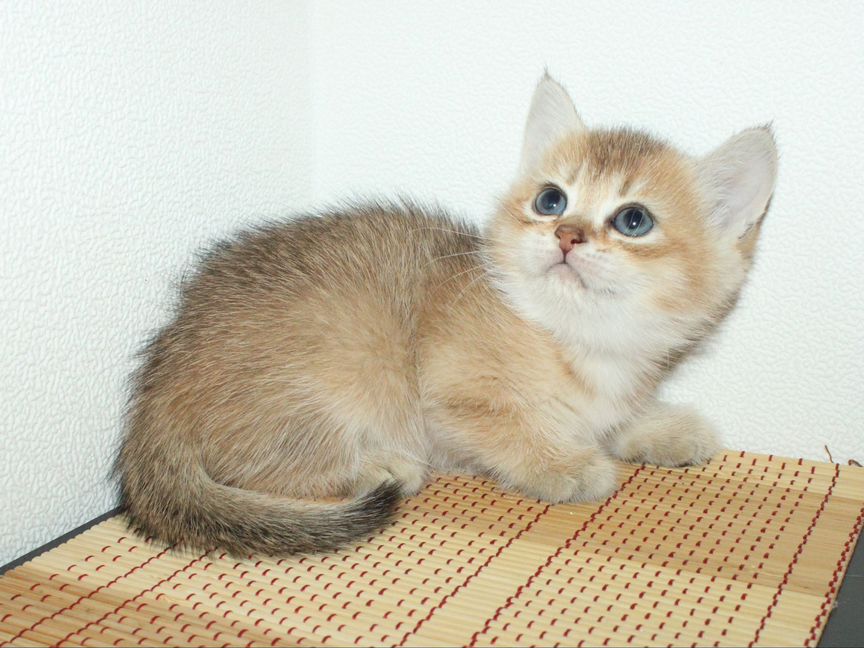 Золотые котятки