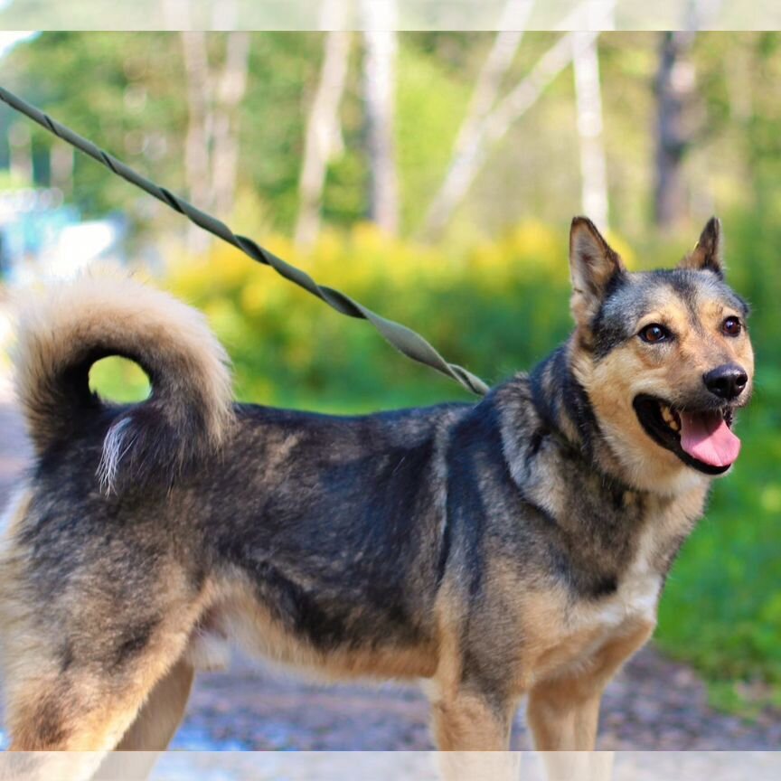 Собака в добрые руки