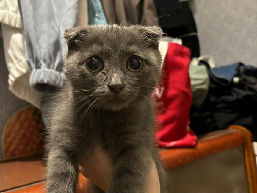 Вислоухий котёнок бесплатно