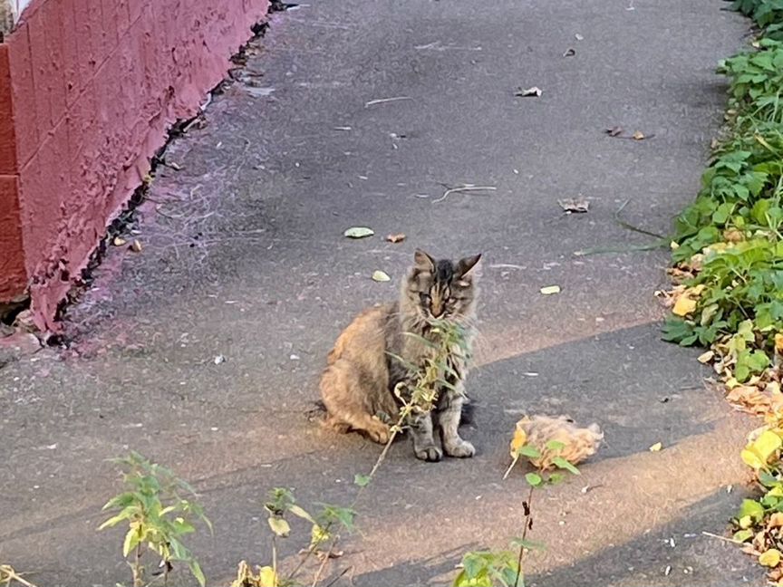 Слепой на улице