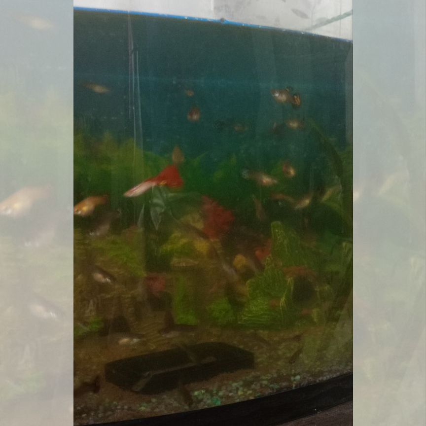 Аквариумные рыбки гуппи