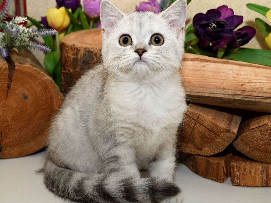 Потрясающая Плюшевая кошечка 3 мес