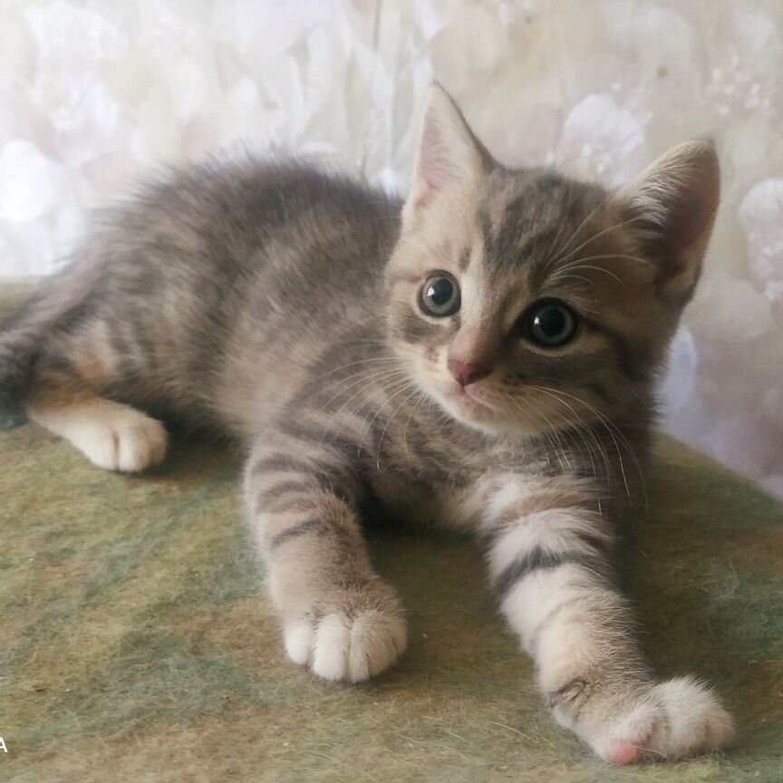 Британские котята короткошерстные