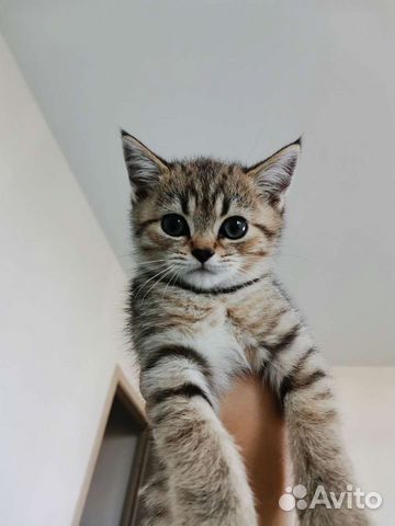 Британский котенок