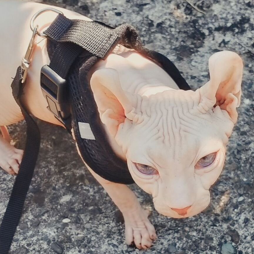 Канадский сфинкс котёнок