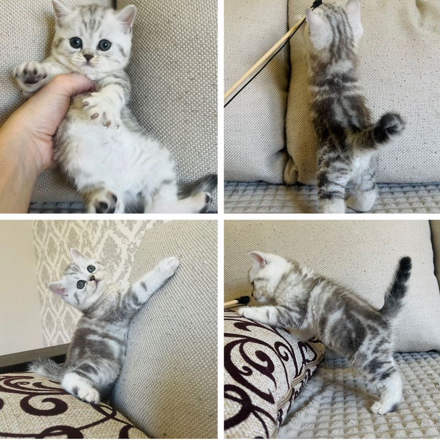 Шотландский прямоухий короткошёрстный котёнок