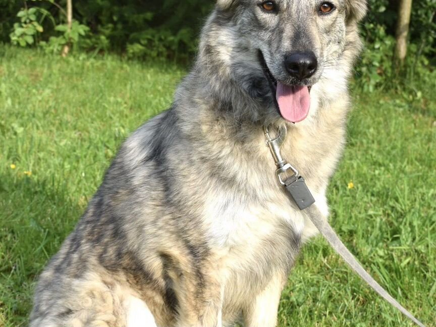 Собака девочка Айка 1,5 года