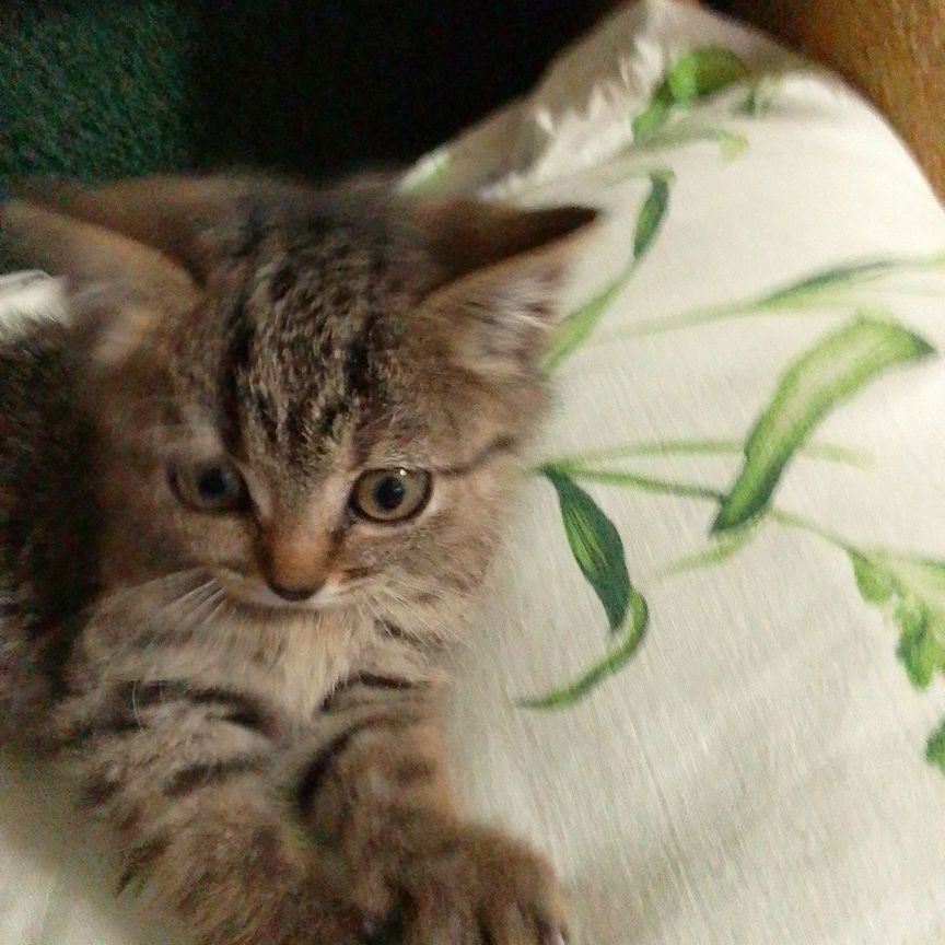 Киска в добрые руки